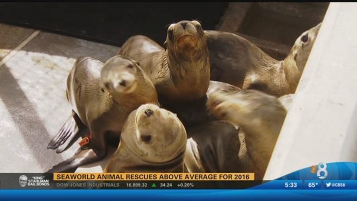 SeaWorld animal rescues above average for 2016 | cbs8.com