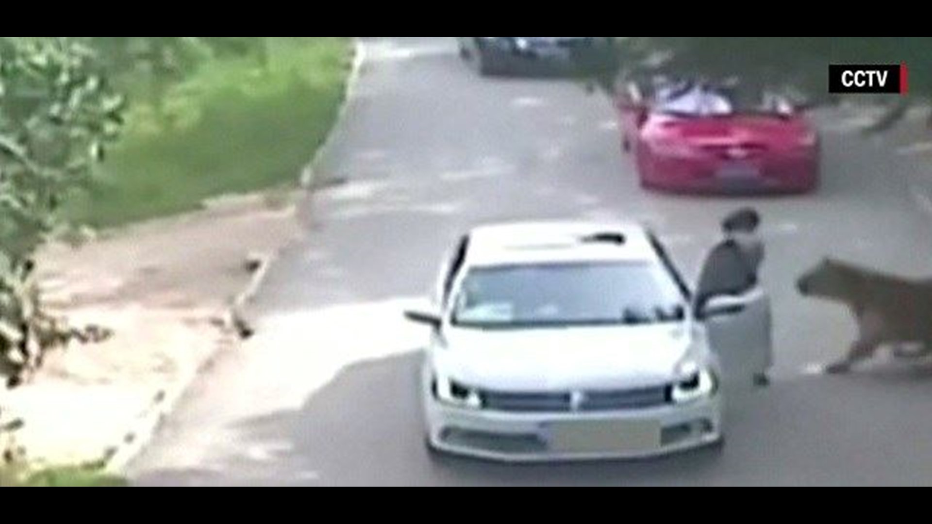 Tiger mauls woman to death in Chinese wildlife park | cbs8.com