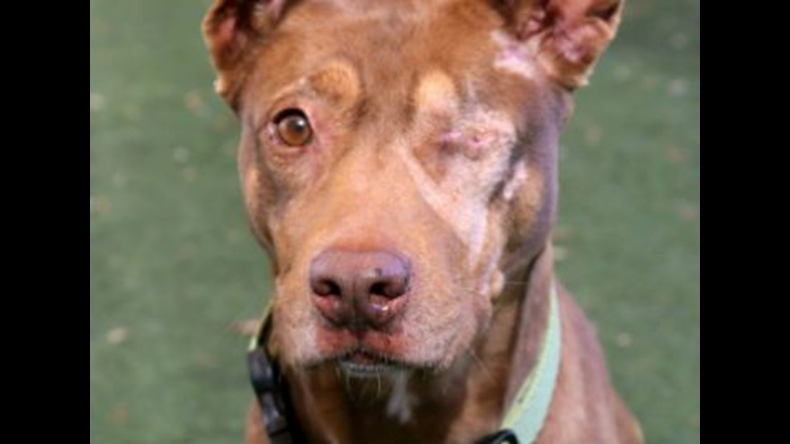 Moca: Loves walks and spending time with her people | cbs8.com