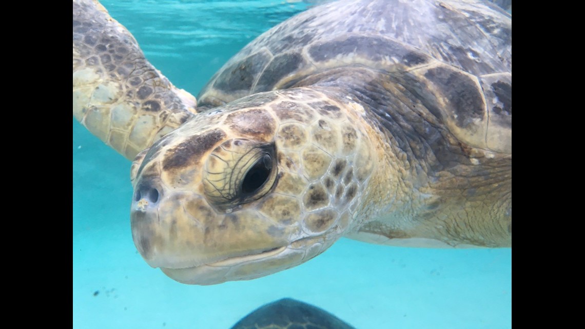 Inside Living Coast's turtle lagoon exhibit | cbs8.com