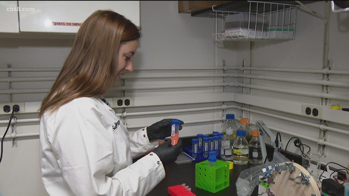 San Diego researcher shows impacts of microplastics on human body ...