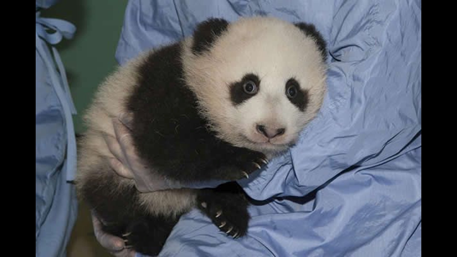 San Diego Zoo's panda cub developing teeth | cbs8.com