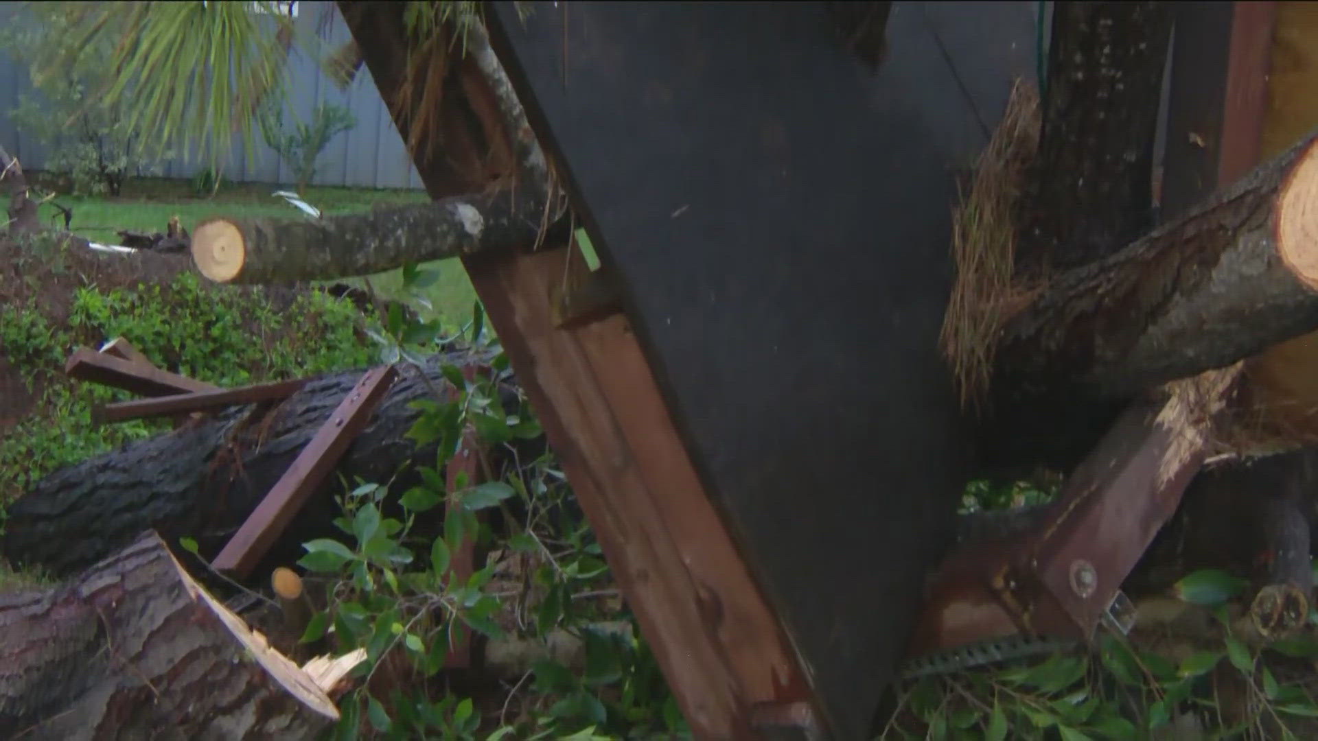 Powerful winter storm knocks down tree in Encinitas | cbs8.com