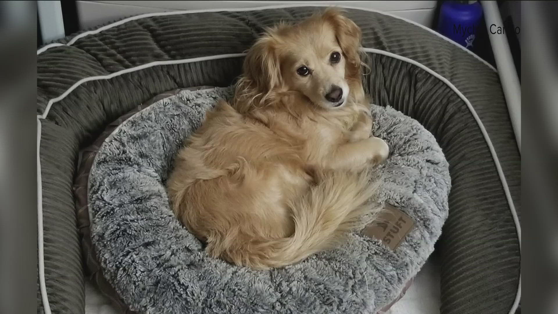 Local pet owner in search of lost dog receives suspicious texts | cbs8.com