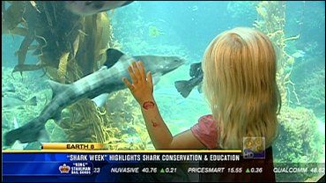 "Shark Week" Highlights Shark Conservation & Education | cbs8.com