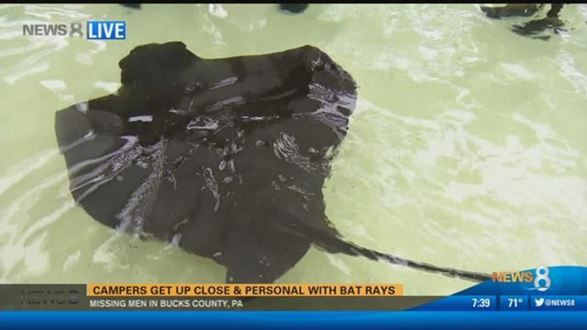Campers get up close with bat rays at SeaWorld | cbs8.com