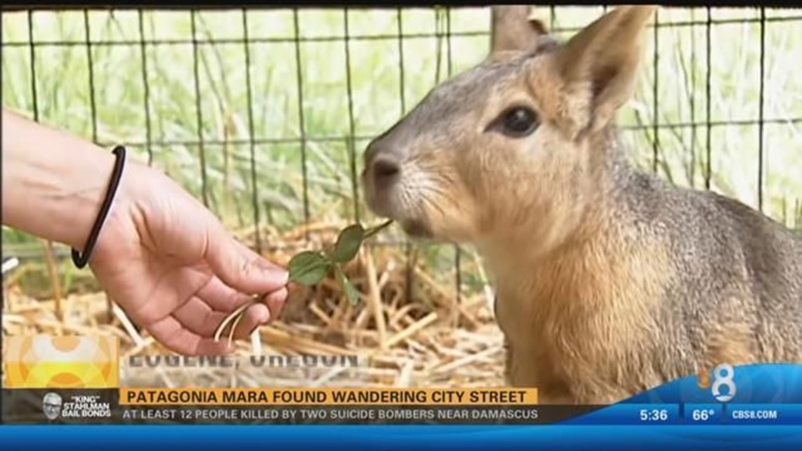 Patagonian Cavy Nose