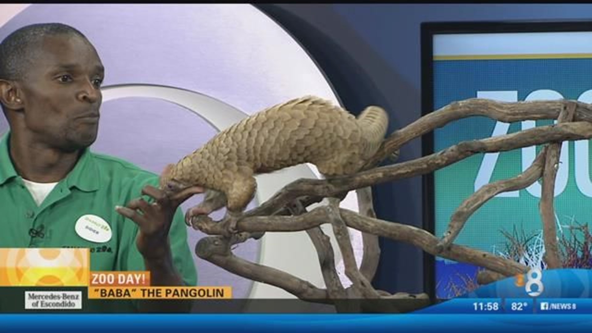 Zoo Day: Baba the Pangolin | cbs8.com