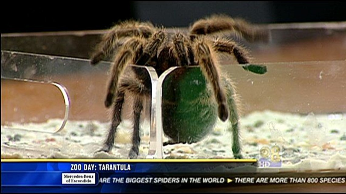 Zoo Day: Tarantula | cbs8.com