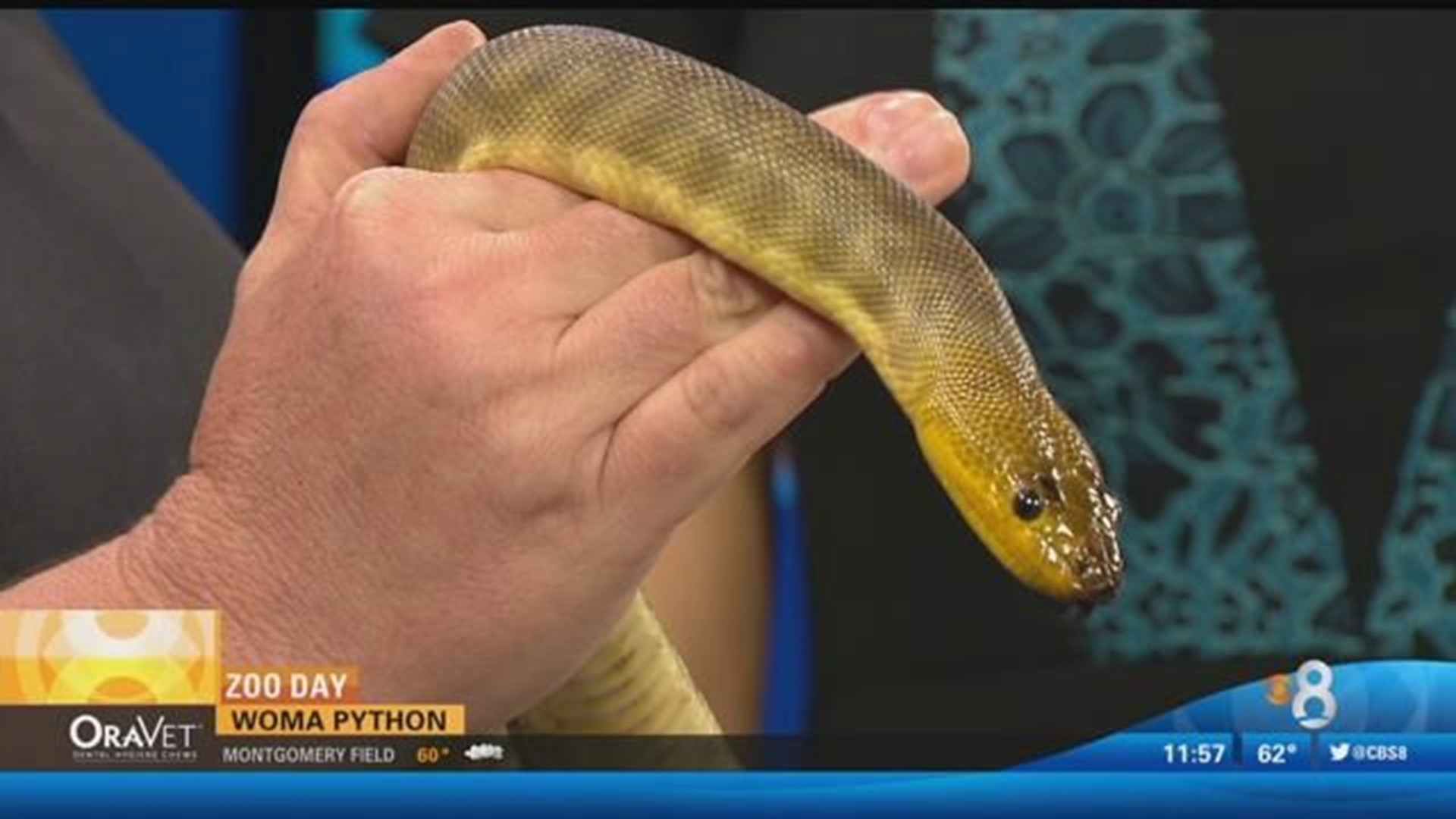 Zoo Day: The Woma Python | cbs8.com