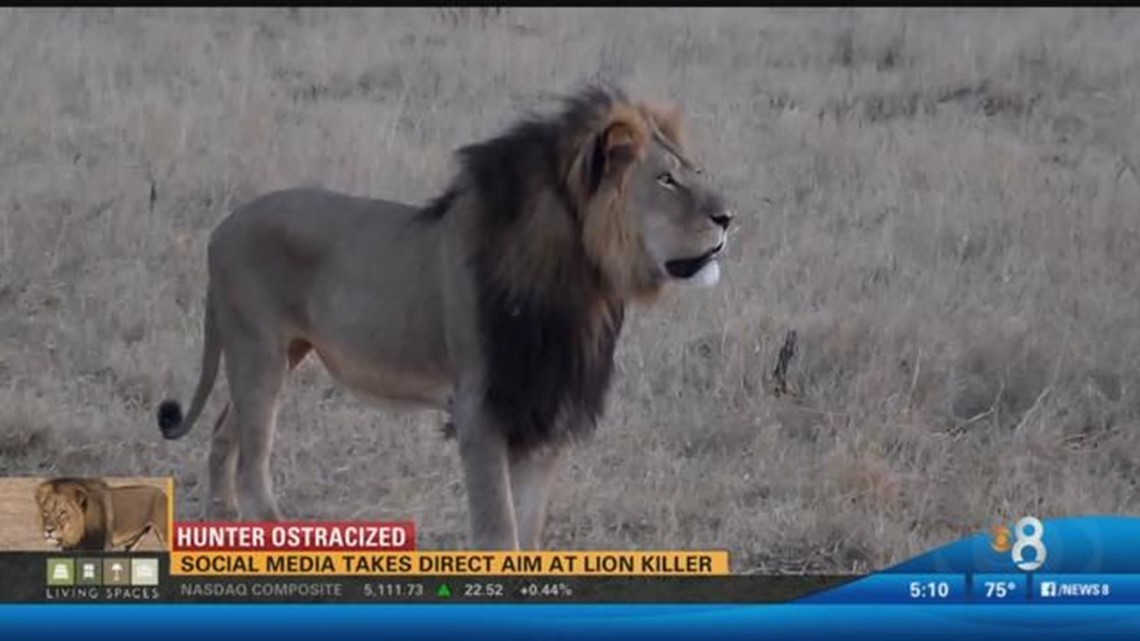 Cecil The Lion Death Video | The Life And Legacy Of Cecil The Lion, One ...
