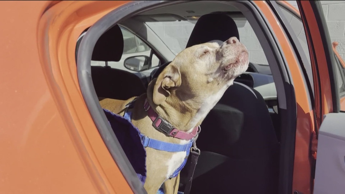 San Diego fosters step up to help LA's displaced pets | cbs8.com