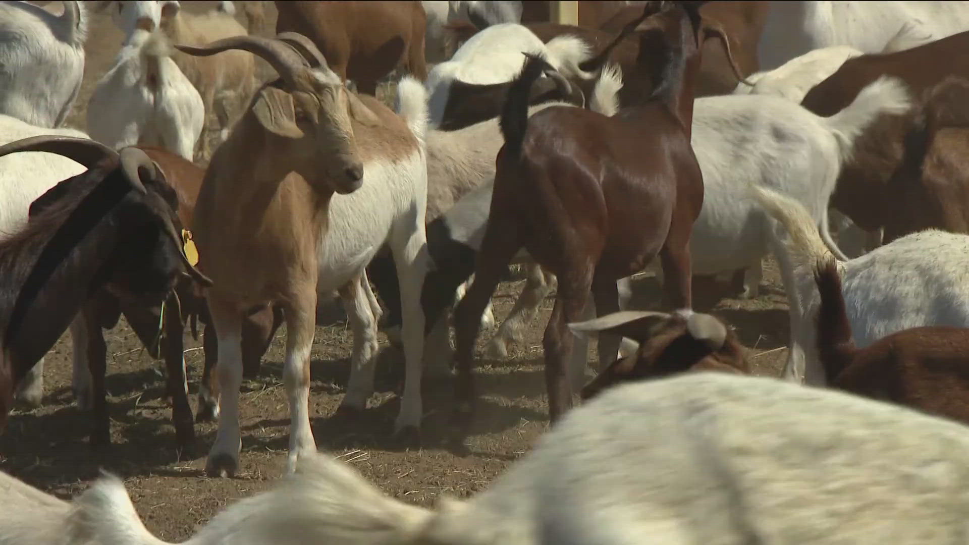 Goats aid SDG&E in wildfire prevention efforts | cbs8.com