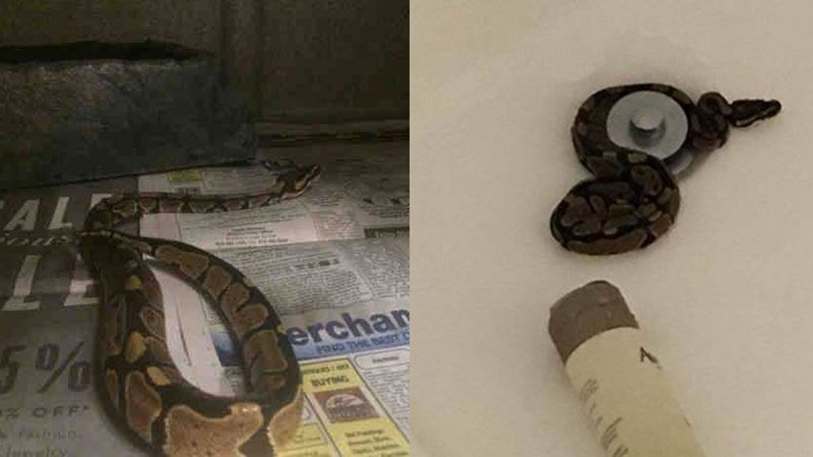 Woman surprised by snake inside bathtub in Golden Hills | cbs8.com