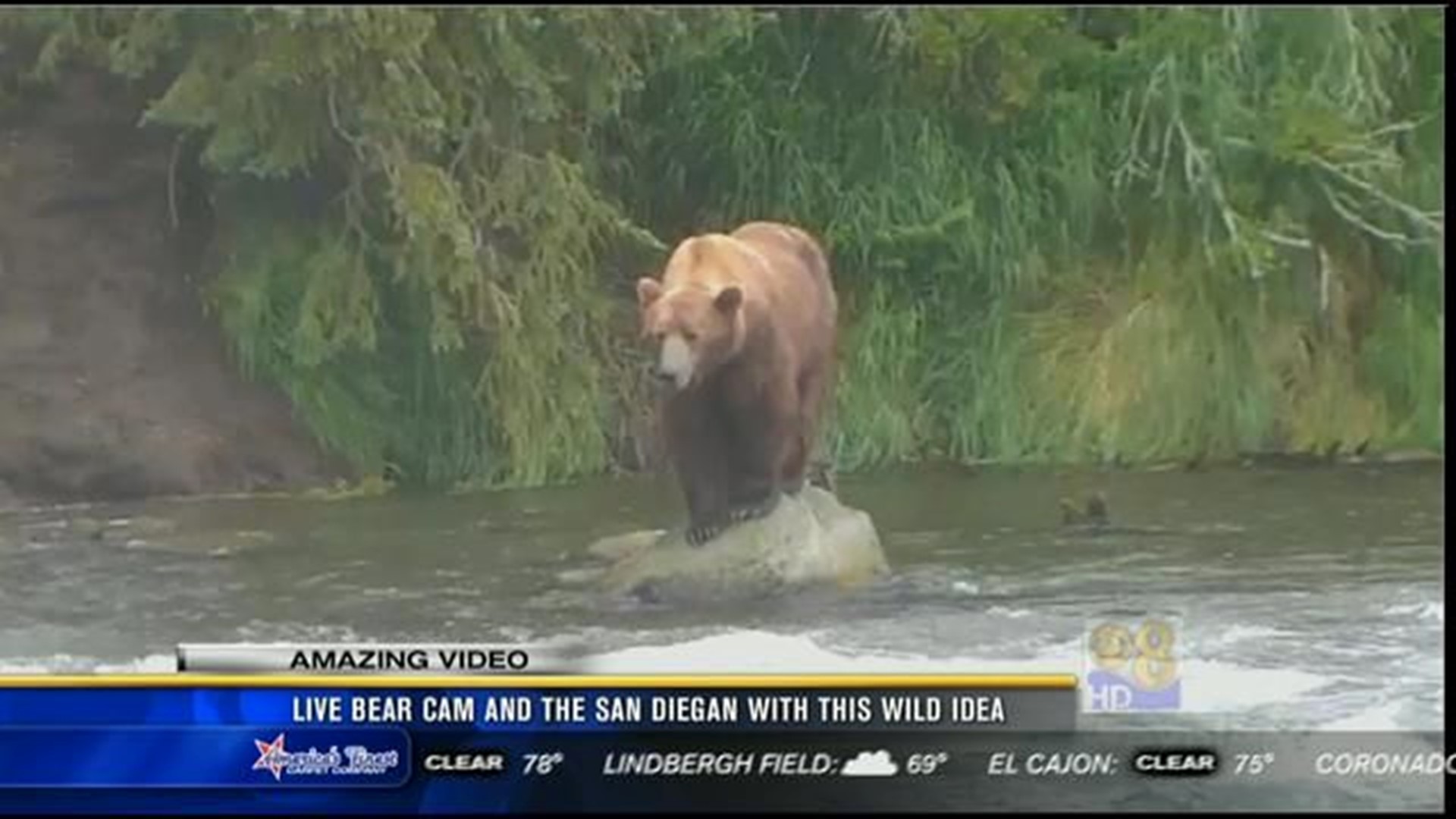 Live bear cam and the San Diegan with this wild idea | cbs8.com