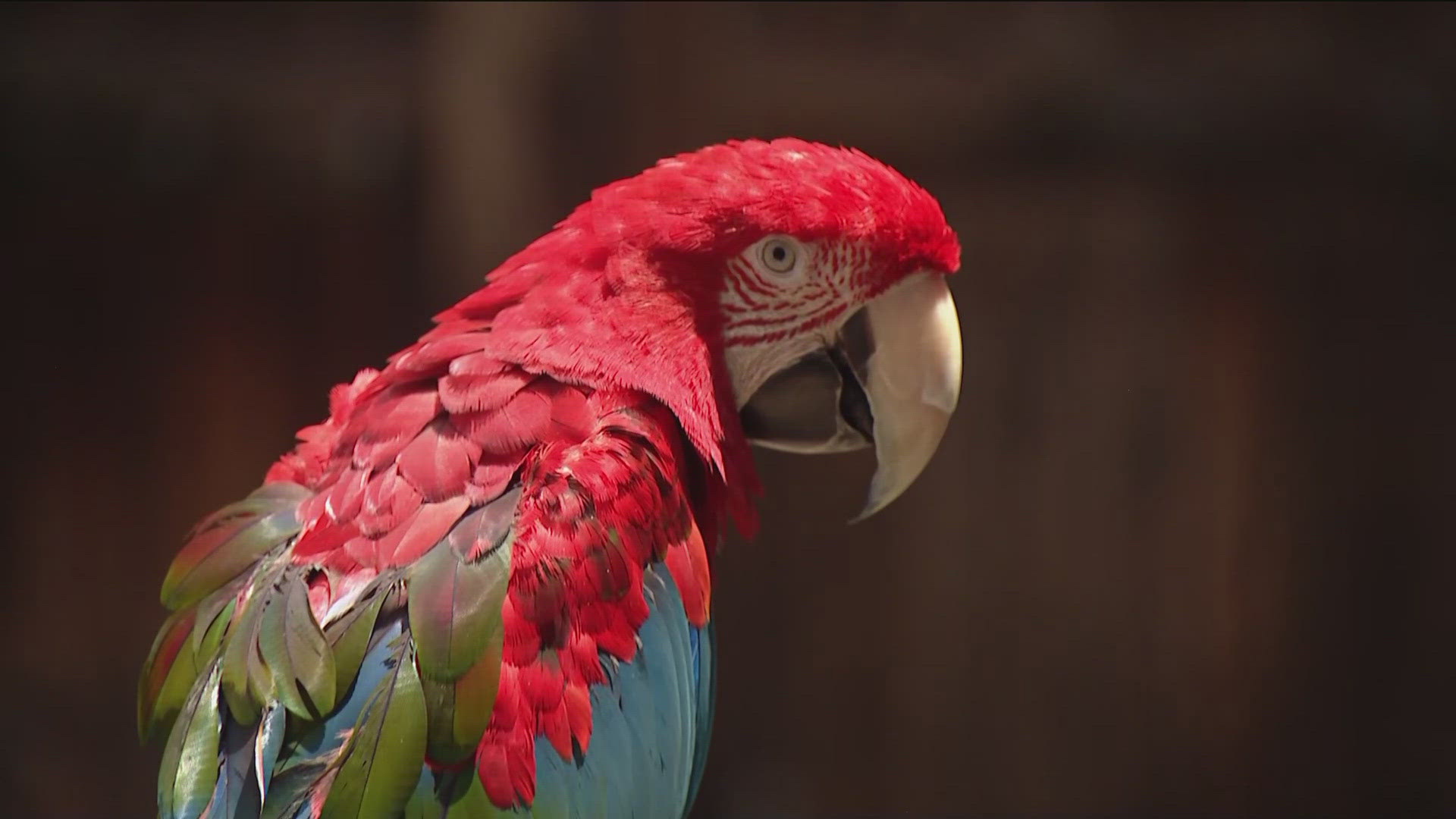 Zoo Day | Meet the parrot | cbs8.com