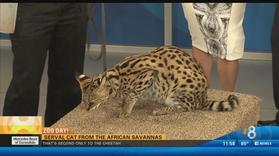 Zoo Day: Serval cat from the African savannas | cbs8.com