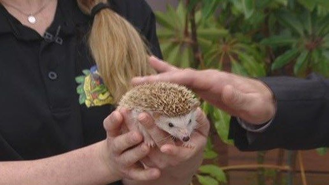 Mating and dating rituals of animals in the wild | cbs8.com