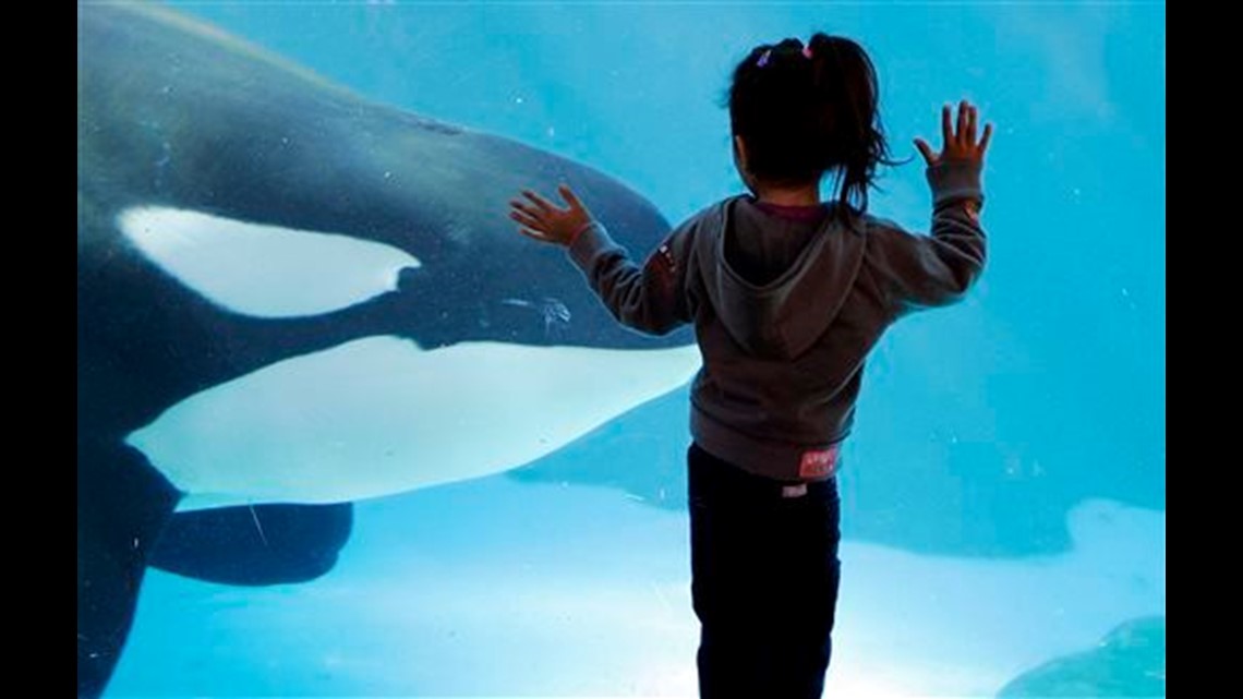 People pack meeting of panel eyeing expansion of whale tanks | cbs8.com