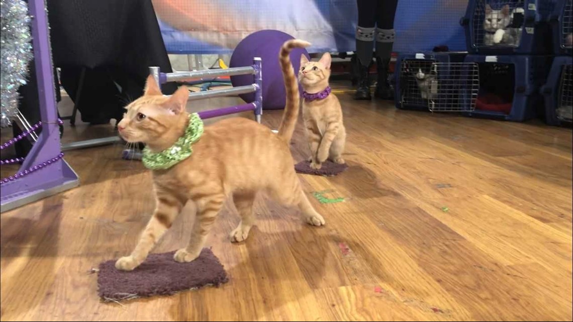 Meet the Amazing Acro-Cats | cbs8.com