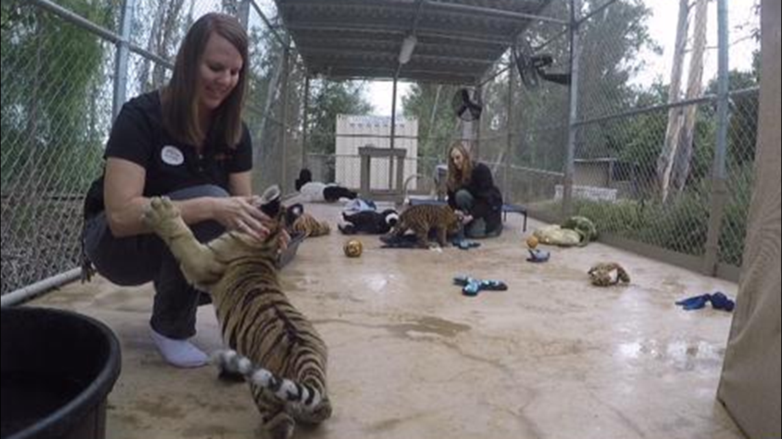Women outnumber men as keepers and trainers at the San Diego Zoo | cbs8.com