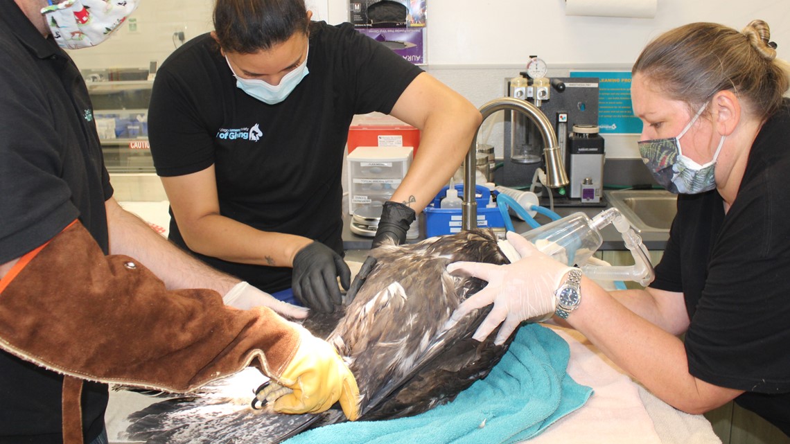 San Diego Humane Society treats ailing bald eagle on Independence Day ...