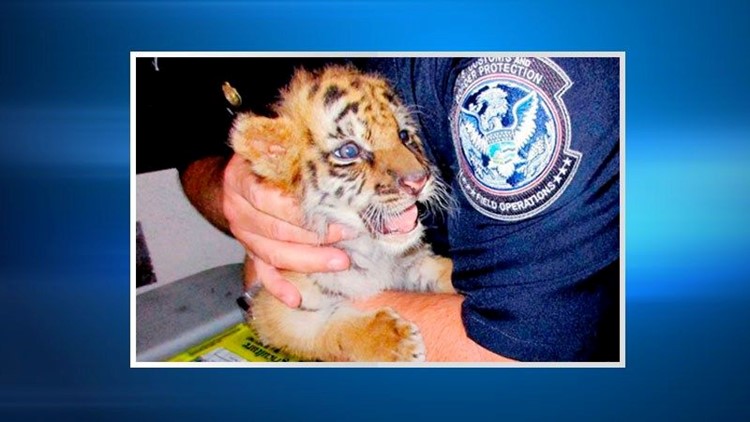 Teen gets 6 months for smuggling tiger cub into US from Mexico | cbs8.com