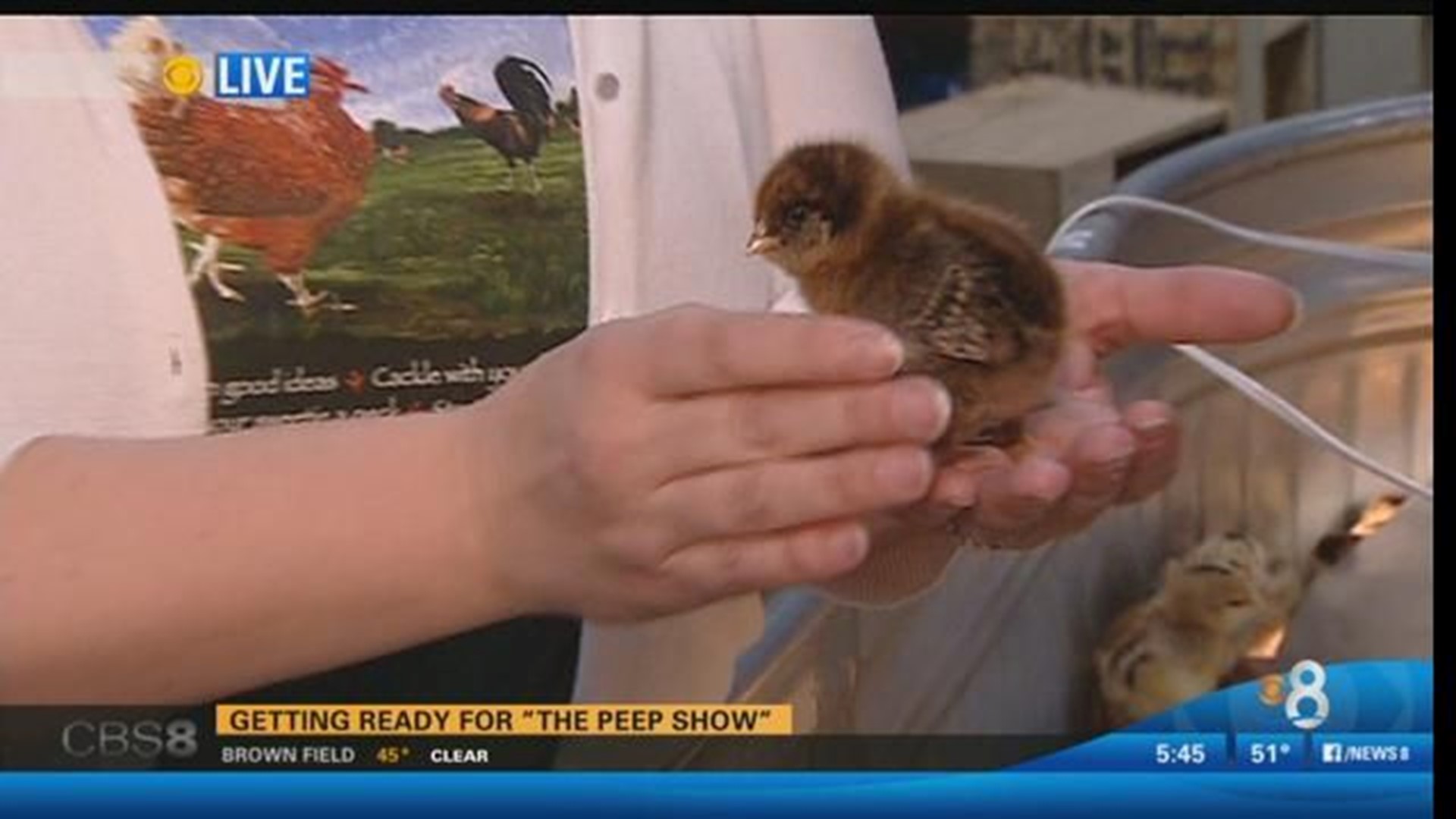 Get ready for The Peep Show | cbs8.com