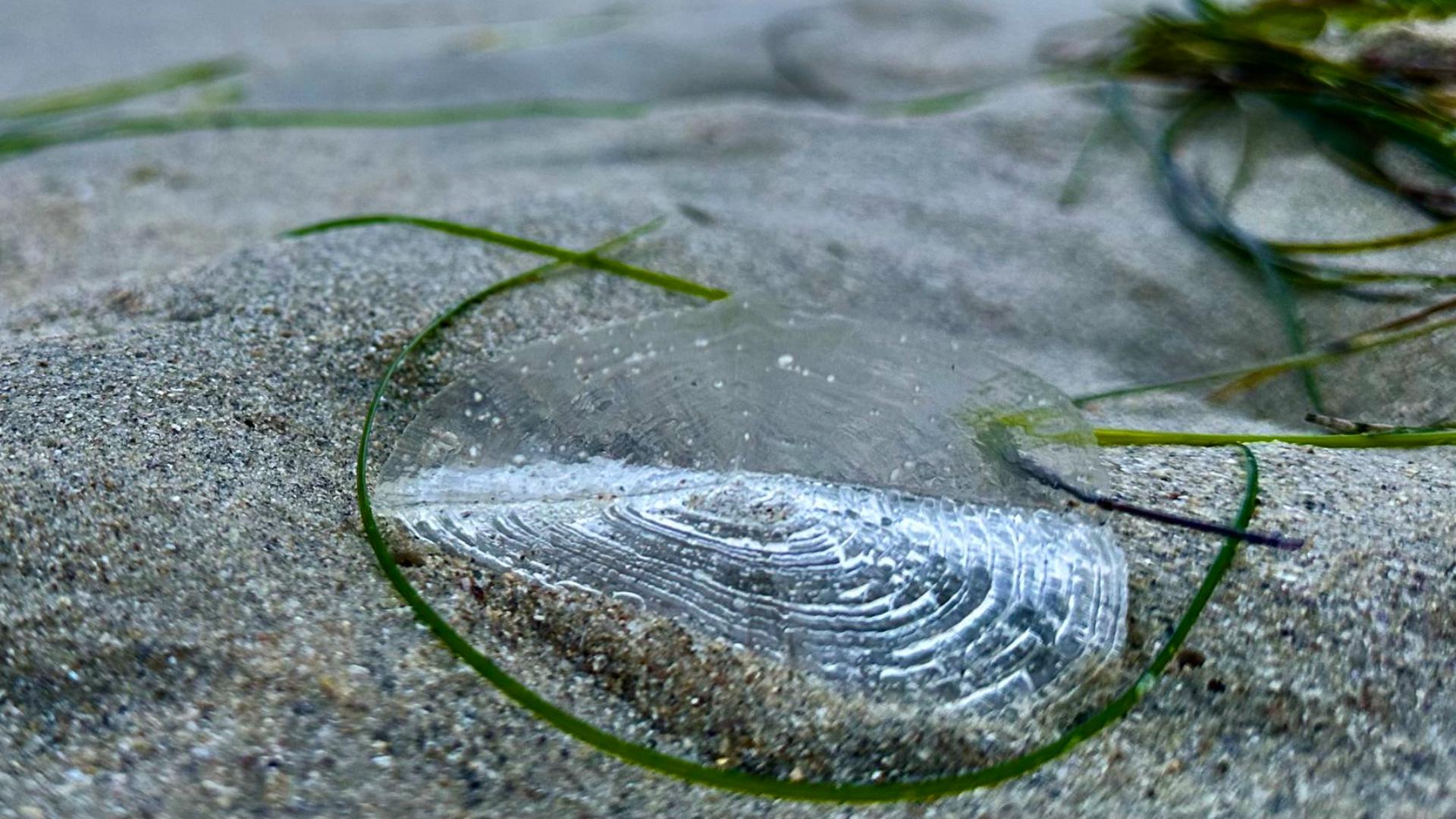 What are the clear, blue things on San Diego beaches? | cbs8.com