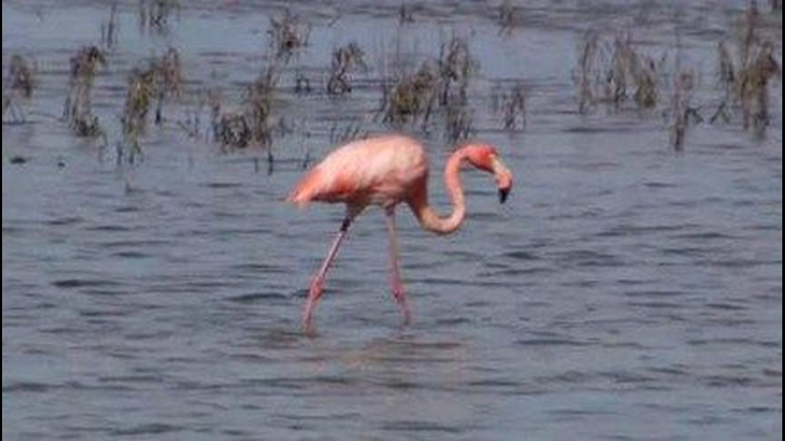 Still in the pink? Checking up on South Bay's mystery flamingo | cbs8.com