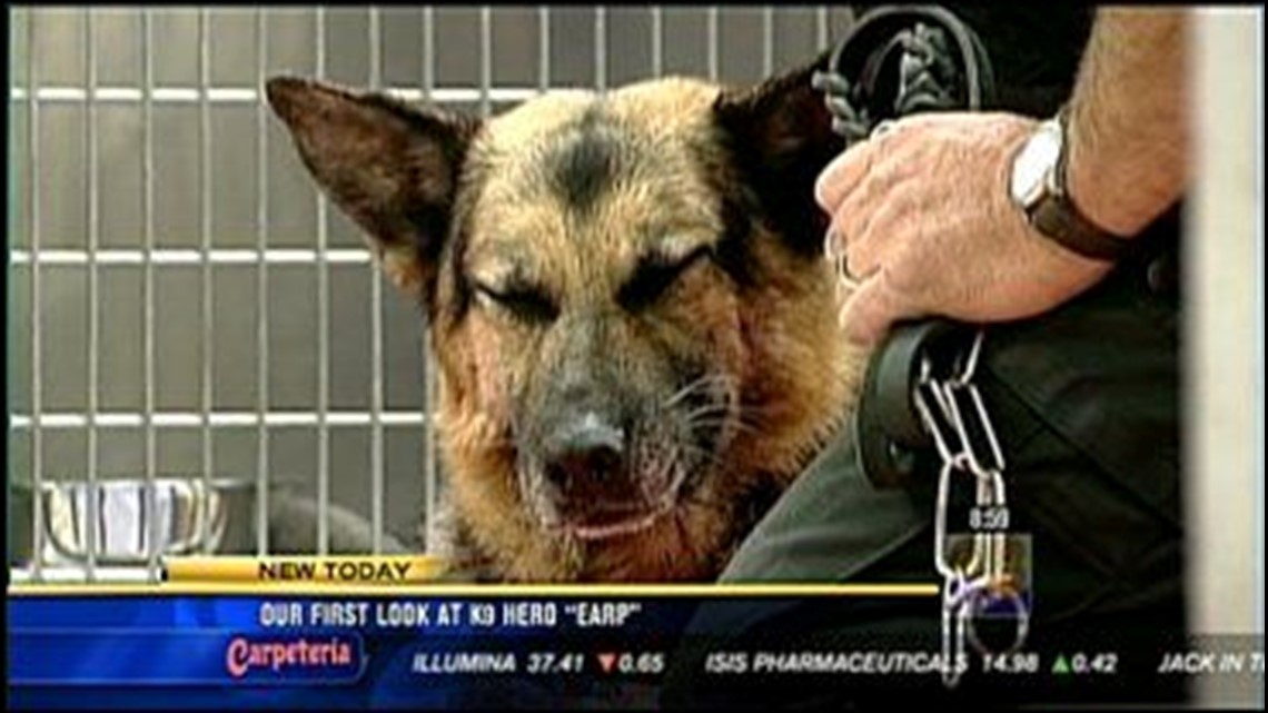 Crimefighting K9 Recovering Well From Stabbing | cbs8.com