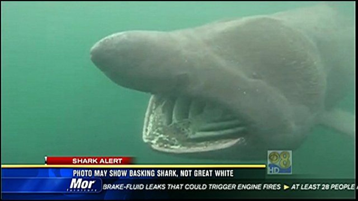 Photo may show basking shark, not great white | cbs8.com