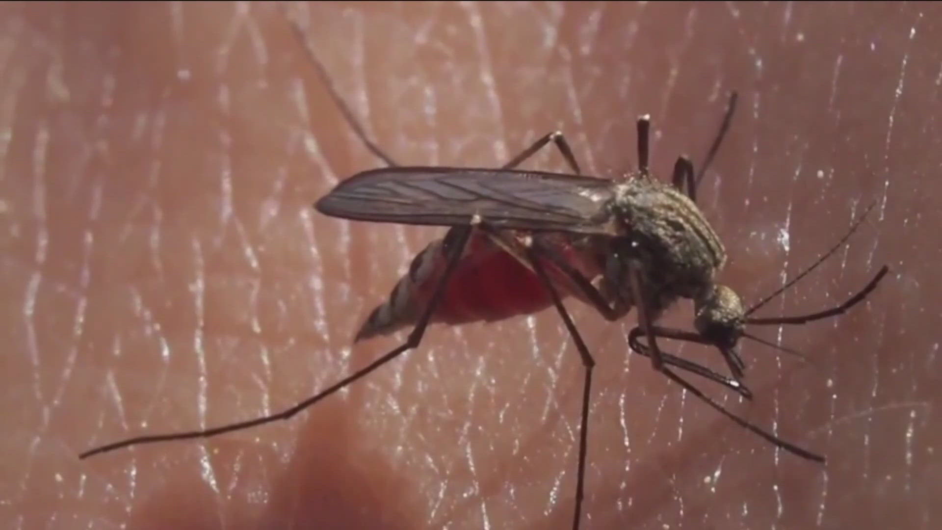 Mosquito season arriving early in San Diego County after warm winter ...