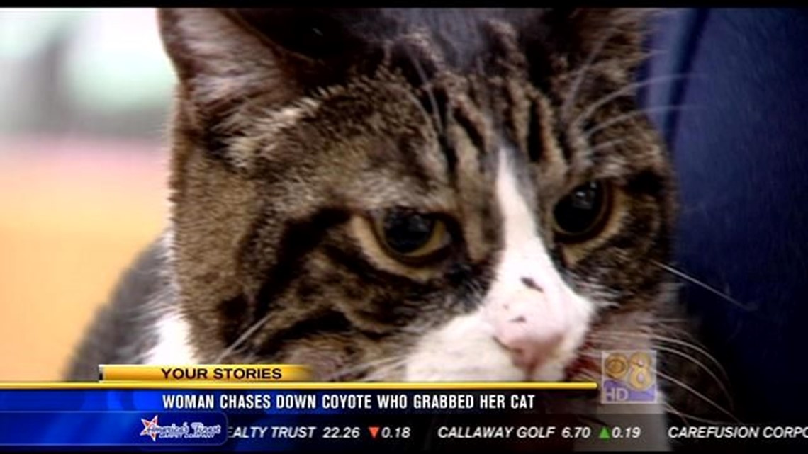 Woman chases down coyote that grabbed her cat | cbs8.com