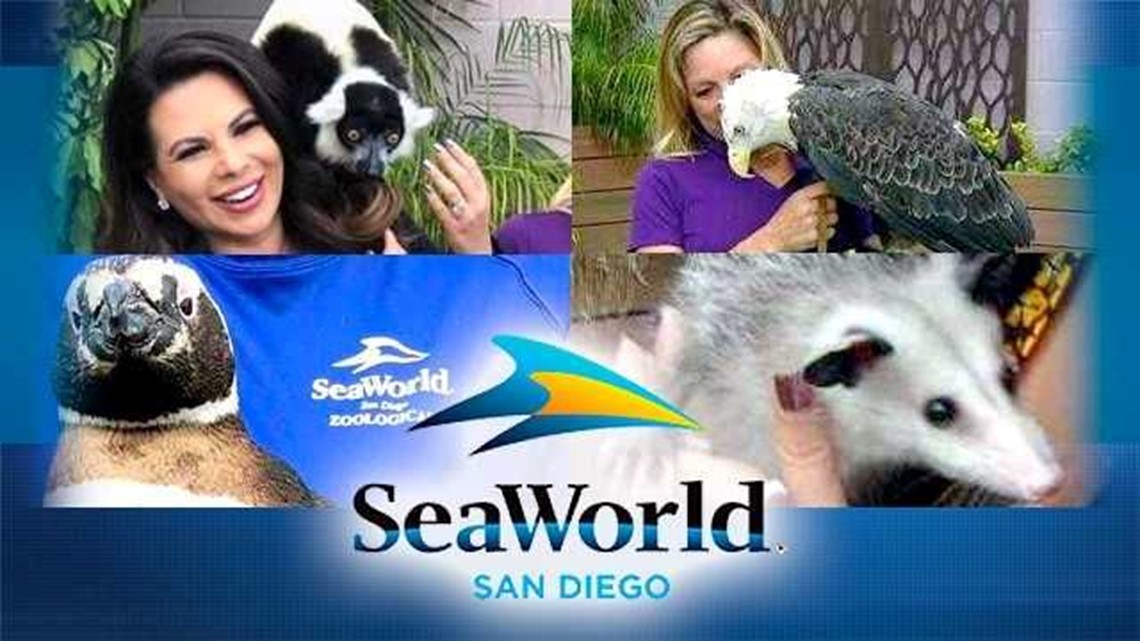 SeaWorld offering free admission to active duty military & veterans ...