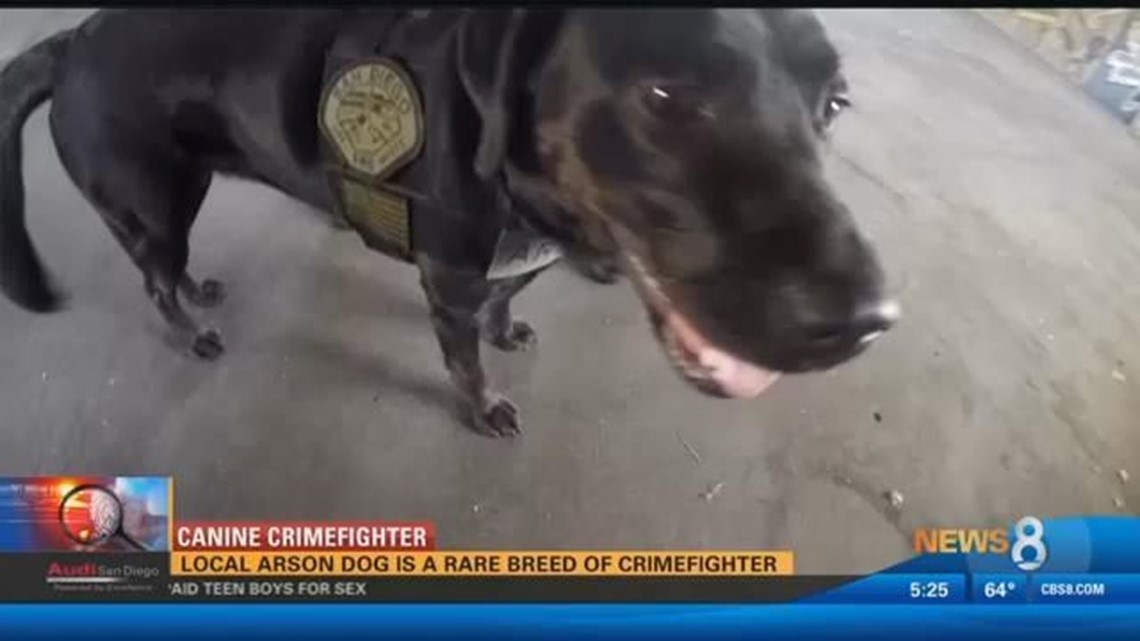 Local arson dog is a rare breed of crime-fighter | cbs8.com