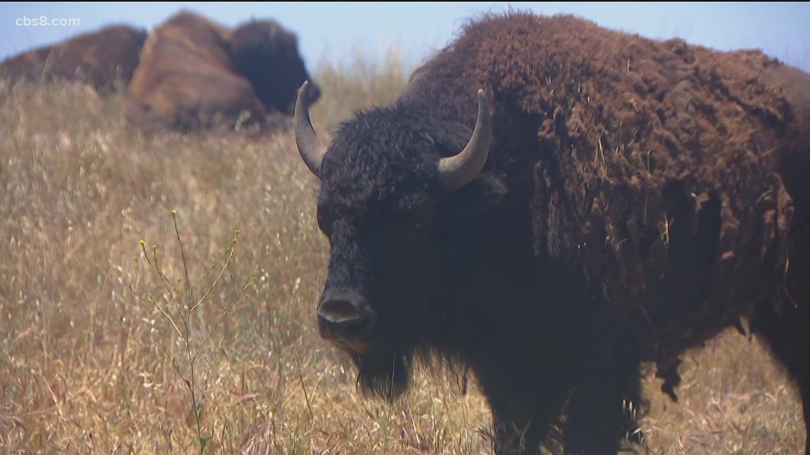 North American Bison roam Camp Pendleton in North San Diego | cbs8.com