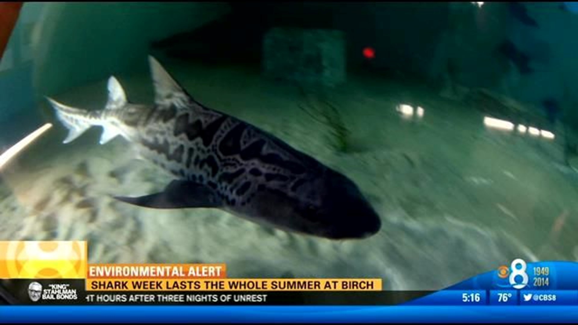 Shark Week lasts all summer long at Birch Aquarium | cbs8.com