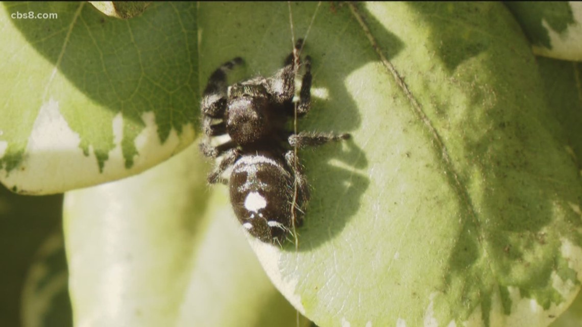 Orb weaver season in San Diego means 'crazy spider dance' time | cbs8.com