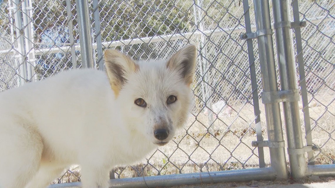 Russian domesticated foxes at eastern San Diego center | cbs8.com