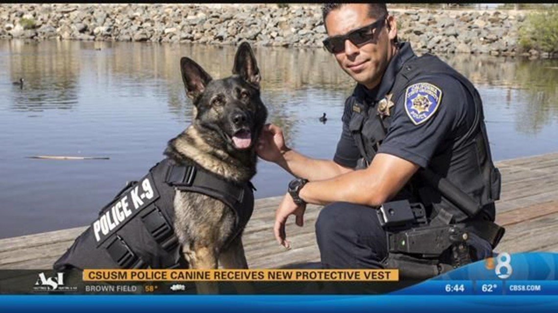 CSUSM police canine receives new protective vest | cbs8.com