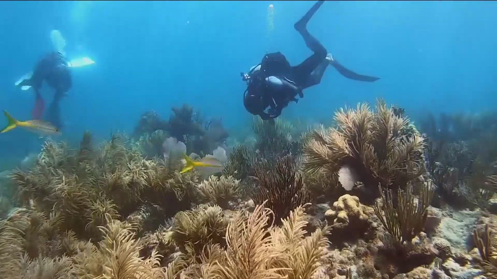UCSD researchers develop Snap X gel to help rebuild reefs | cbs8.com