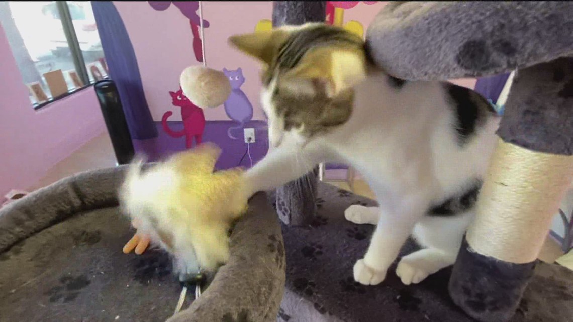 Out and About: Cat Palace | cbs8.com