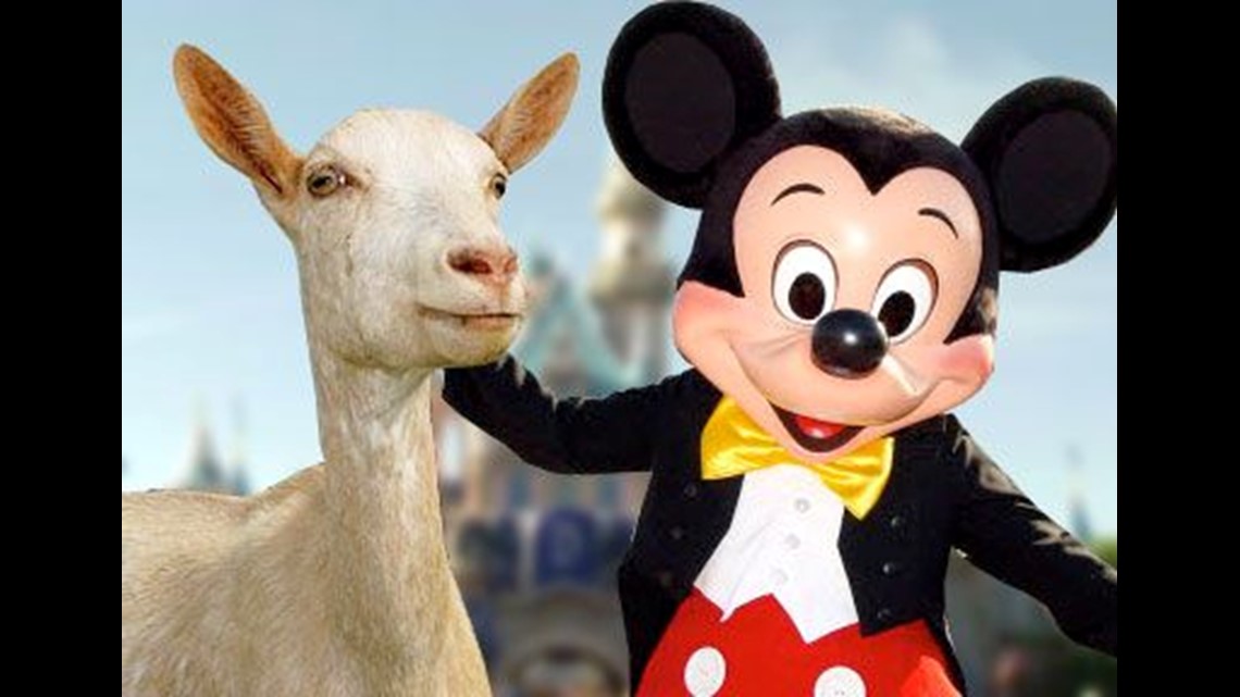 California farm preparing for Disney goat reunion | cbs8.com