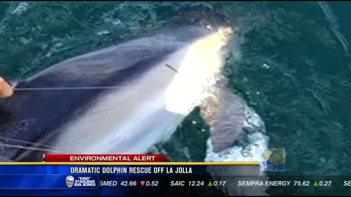 Dramatic dolphin rescue off La Jolla | cbs8.com Dramatic dolphin rescue off La Jolla | cbs8.com
