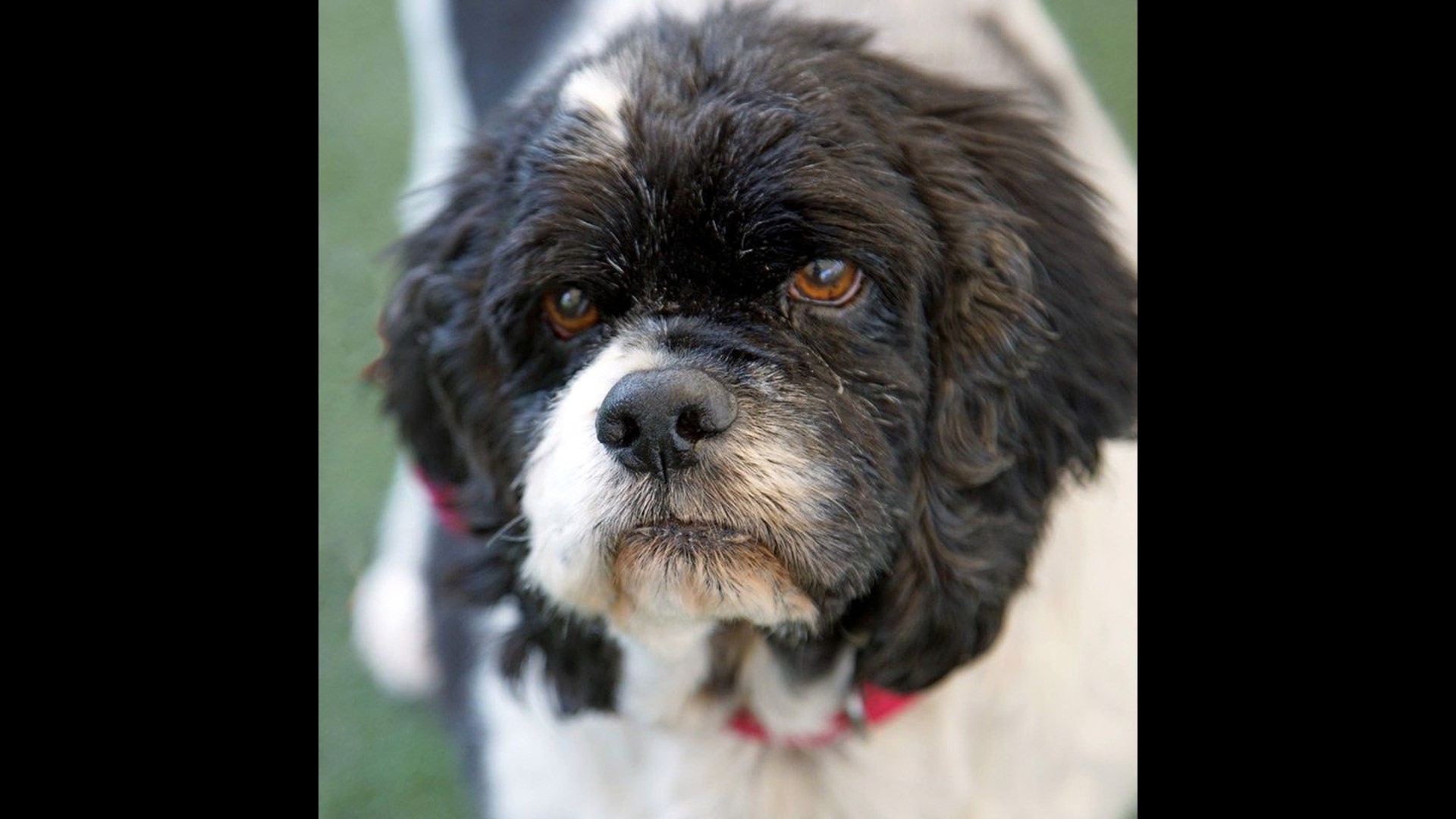 Alana: A sweet senior cocker spaniel looking for a loving home | cbs8.com