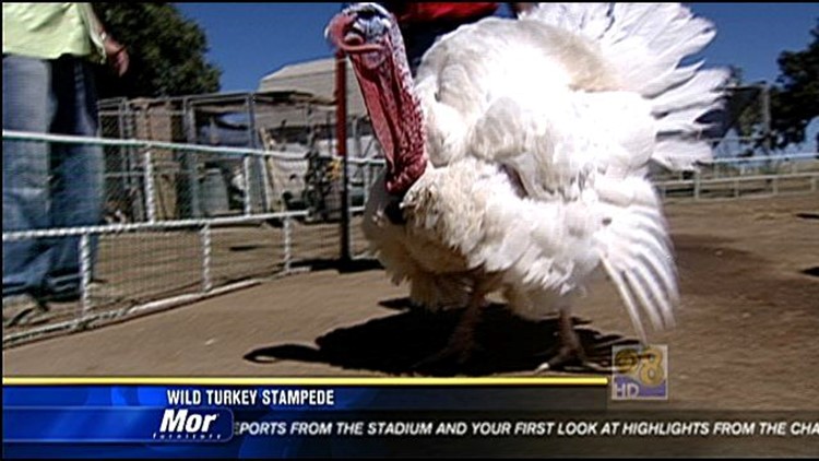 Oasis Camel Dairy's Wild Turkey Stampede | cbs8.com