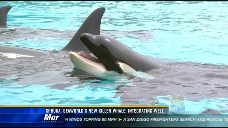 Shouka, SeaWorld's new killer whale, integrating well | cbs8.com