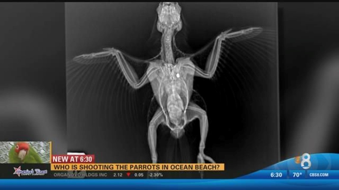 Wild parrots shot with pellet gun in Ocean Beach, Point Loma | cbs8.com