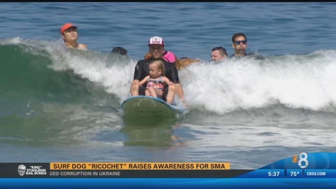 Surf dog Ricochet raises awareness for SMA | cbs8.com
